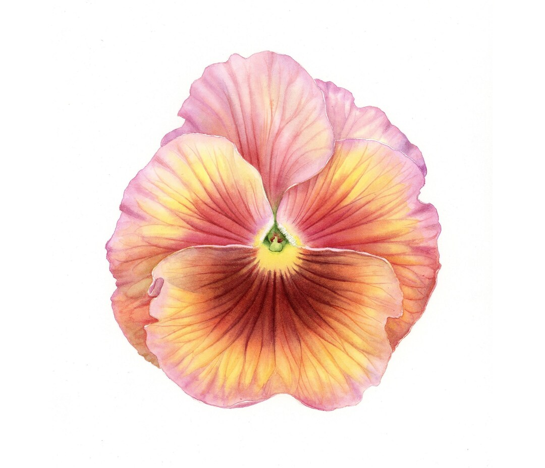 ORIGINAL Watercolour Painting of Pansy Flower, Orange-pink Pansy Flower ...