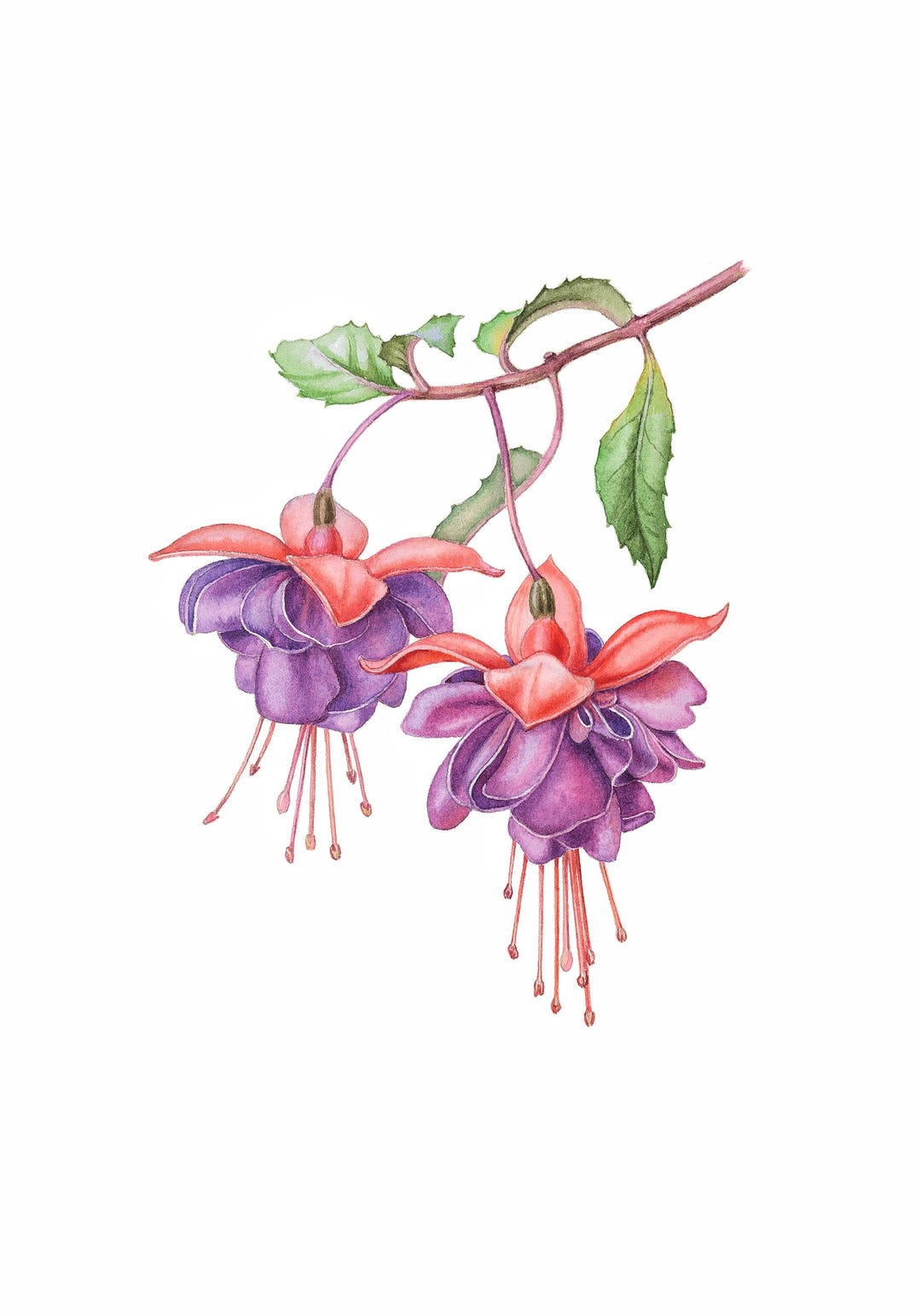 ORIGINAL Watercolor Painting of Fuchsia Flower, Botanical Fine Art ...