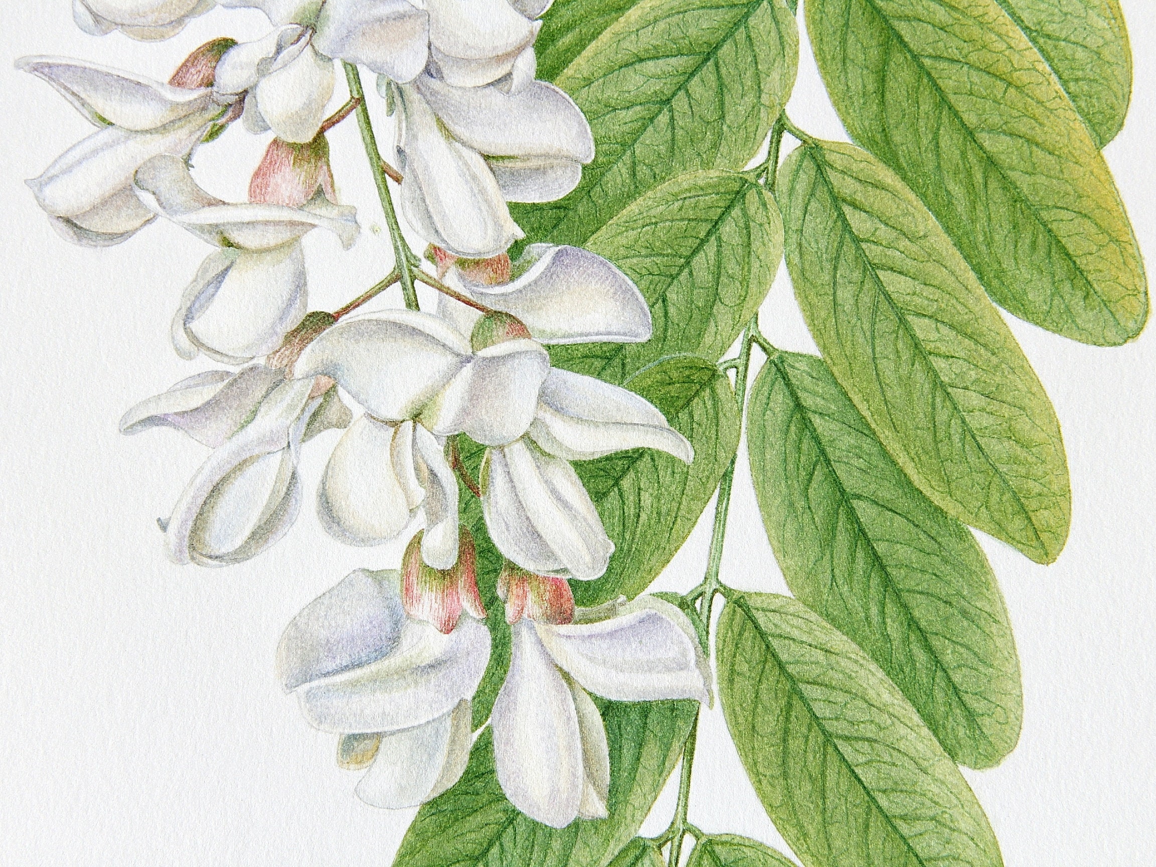Original botanical watercolor painting Black Locust Tree art | Etsy