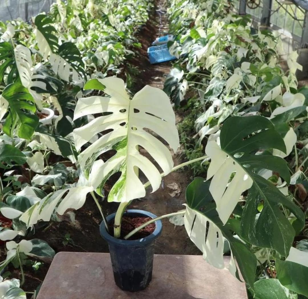 200+ Pack of Monstera Deliciosa White Tiger Albo Variegated Seeds Rare ...