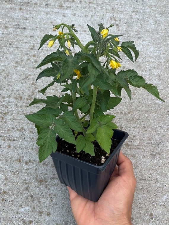 LIVE Tiny Tim Tomato Plant Super Mini Dwarf Variety - Etsy