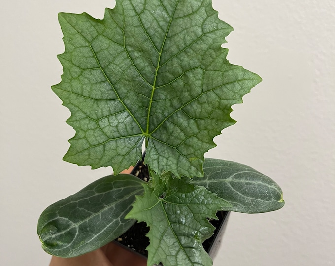 LIVE GIANT Loofah/luffa Squash Plant - Grows More Than 3 Feet Long ...