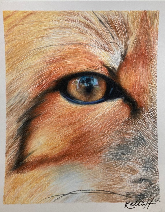 Fox Eyes Drawing