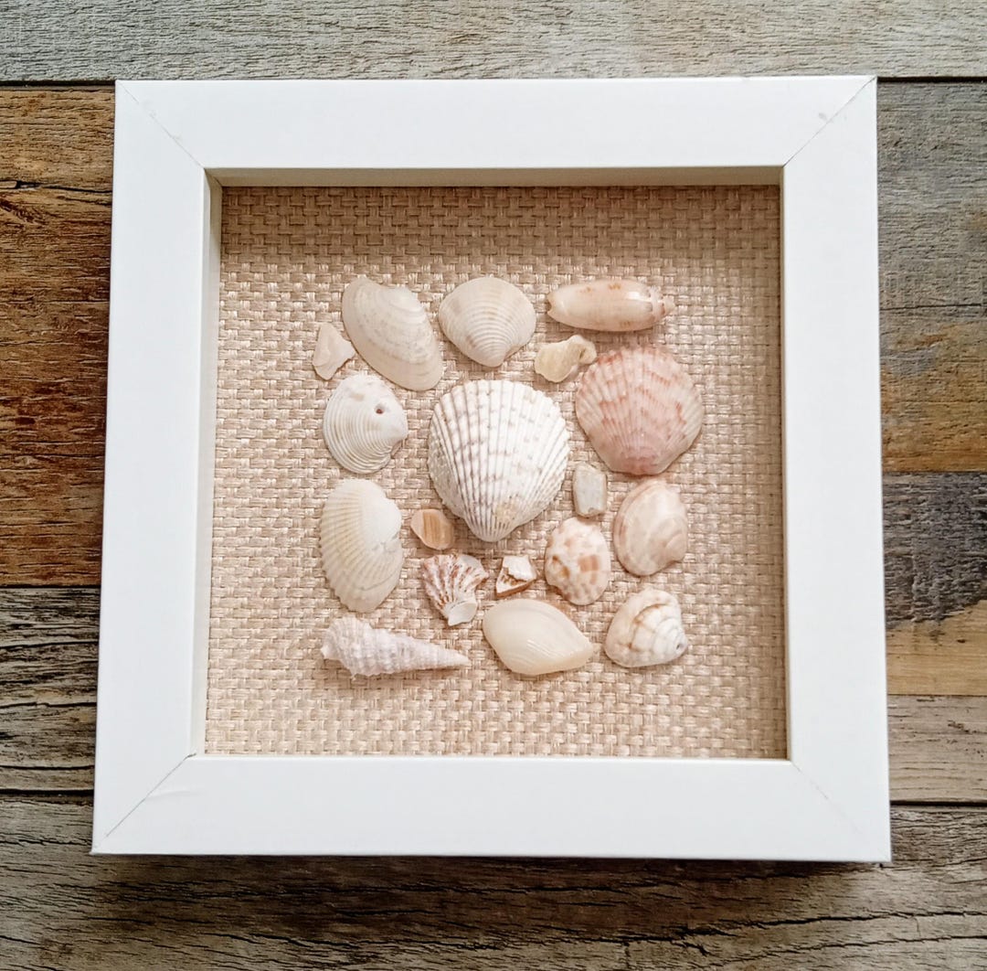 5x5" Shadow Box Framed Seashell Coastal Decor - Etsy