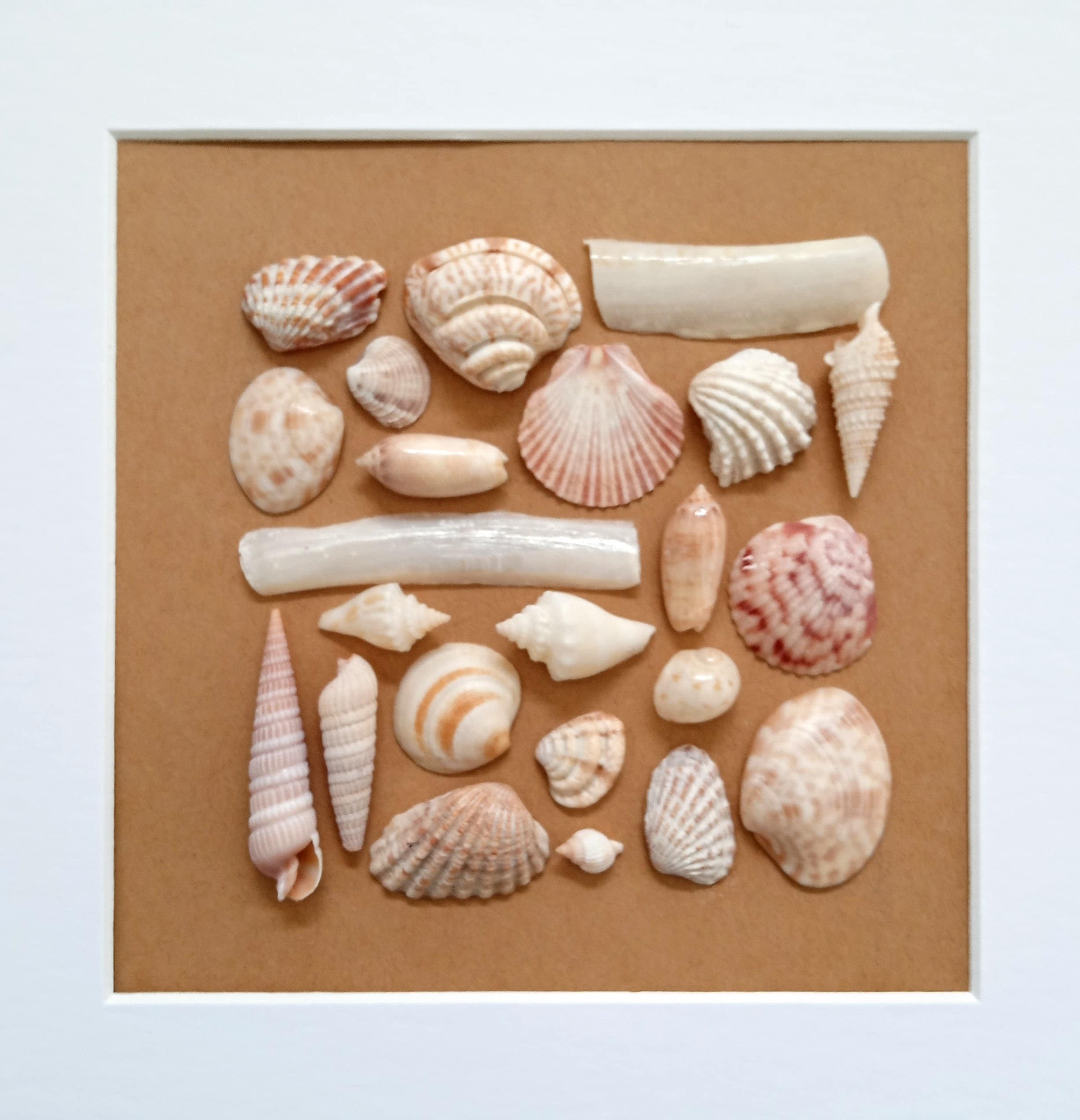 8x8 Shadow Box Framed Seashell Art - Etsy