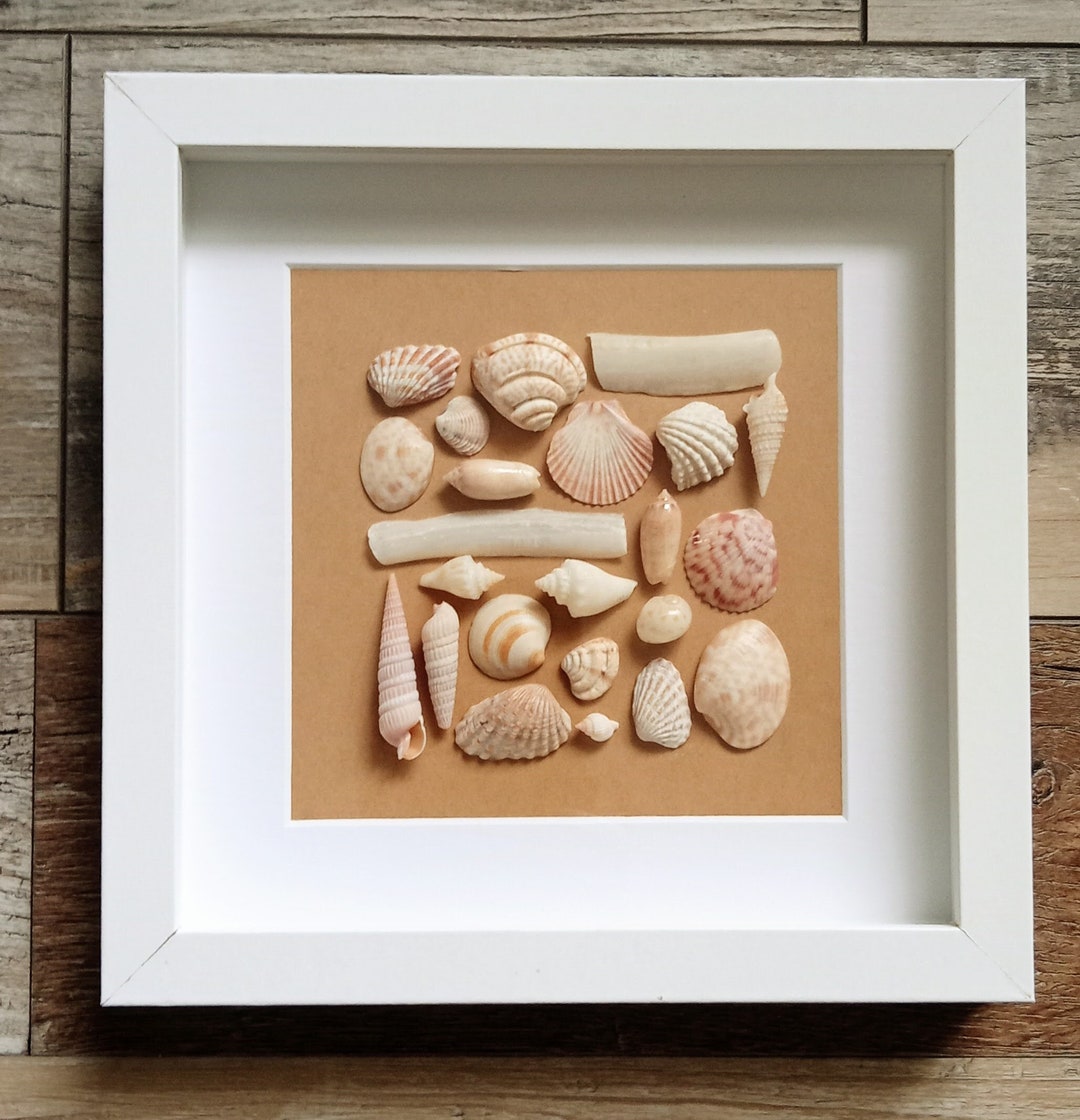 8x8 Shadow Box Framed Seashell Art - Etsy