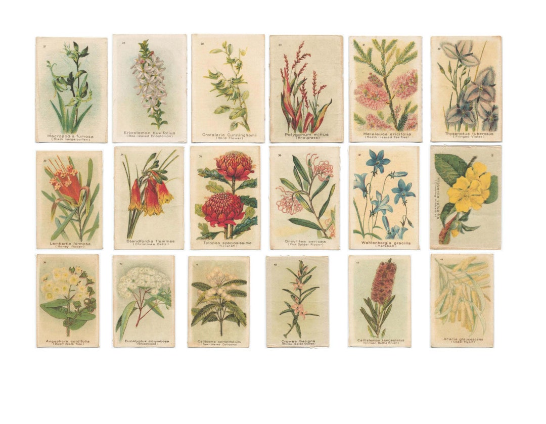 Flowers Australian Wildflowers 3 Pages Digital Download - Etsy