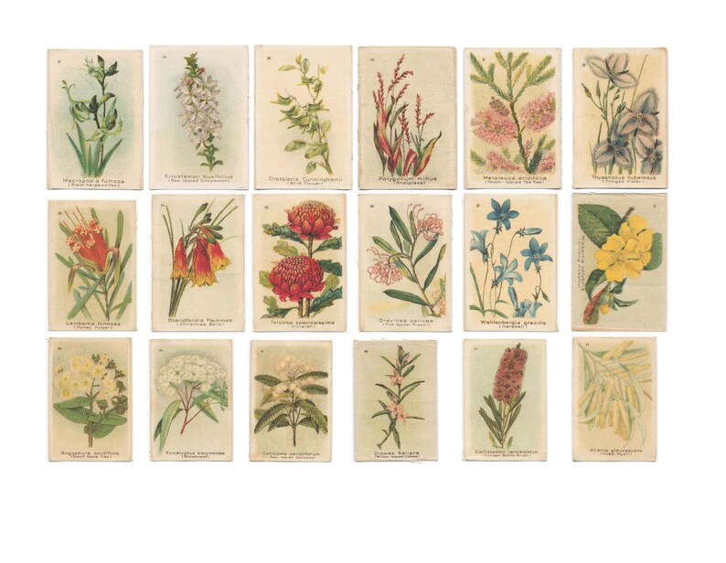 Flowers, Australian Wildflowers, 3- Pages Digital Download, Vintage ...