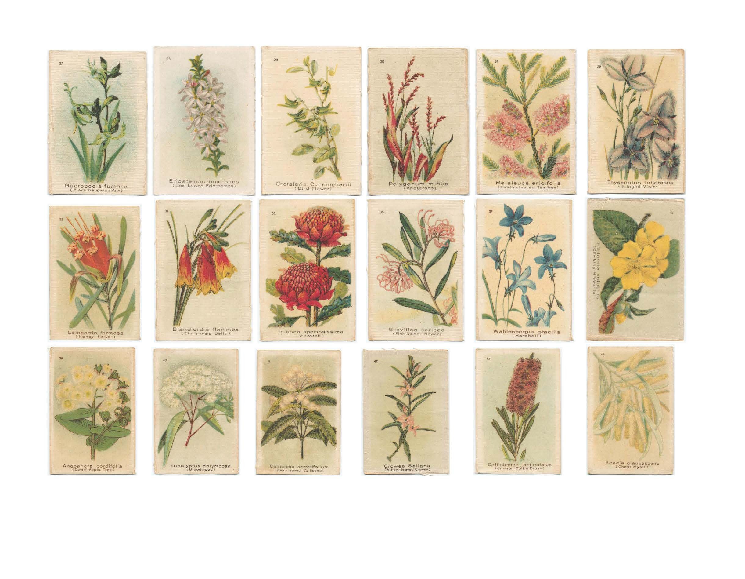 Flowers Australian Wildflowers 3 Pages Digital Download - Etsy