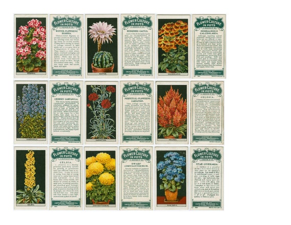 Flower Culture Tea Cards Double-sided Digital Download | Etsy