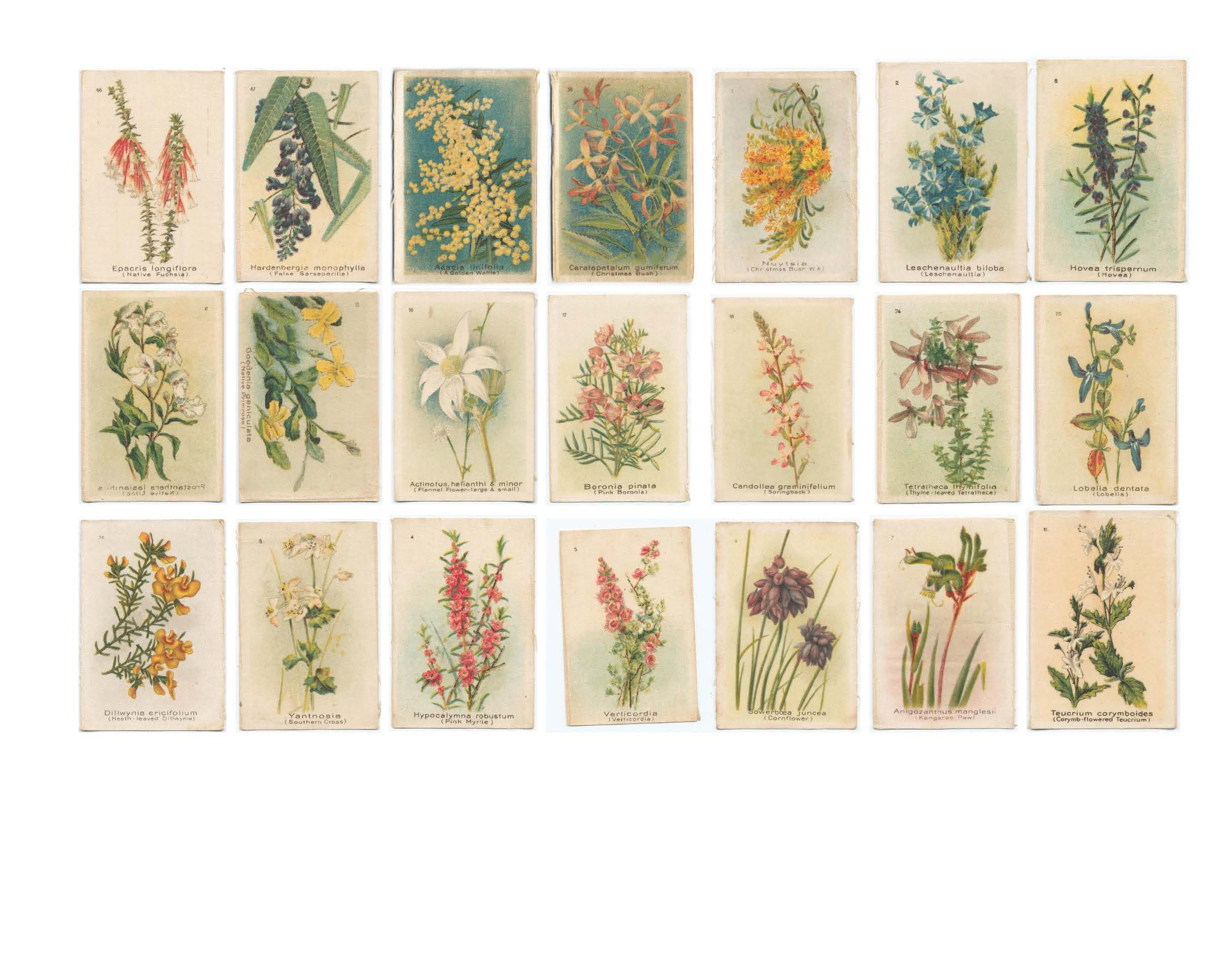 Flowers Australian Wildflowers 3 Pages Digital Download - Etsy