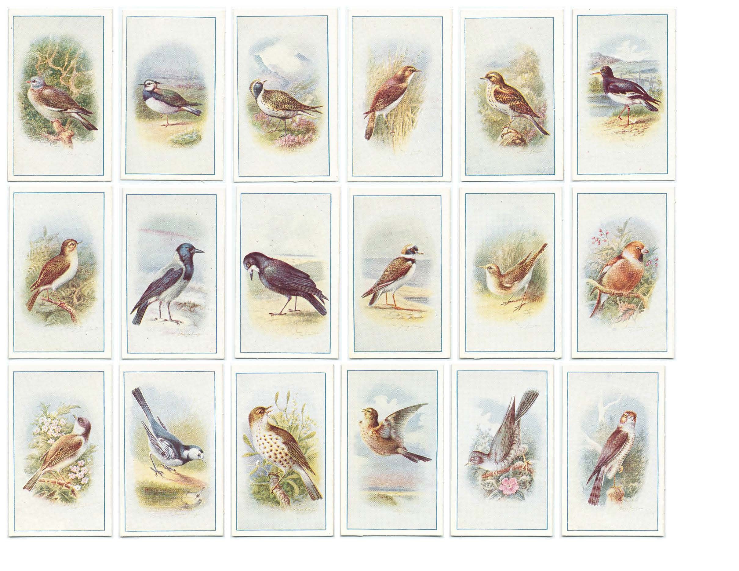 Printable Vintage Bird Cigarette Cards, Ephemera (digital Download) - Etsy