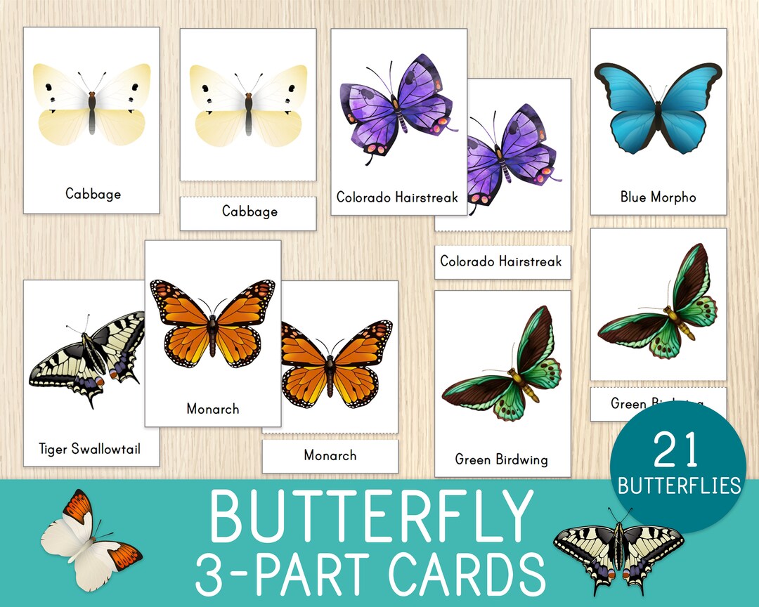 Tarjetas de 3 partes de mariposas tarjetas de nomenclatura - Etsy España