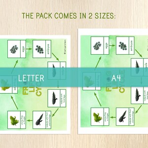 Life Cycle of a Frog, Posters, 3-part Cards, Worksheets, Writing ...