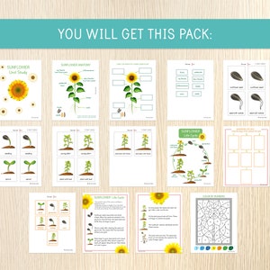 Sunflower Unit Study, Anatomy, Life Cycle 3 Part-cards, Charts ...