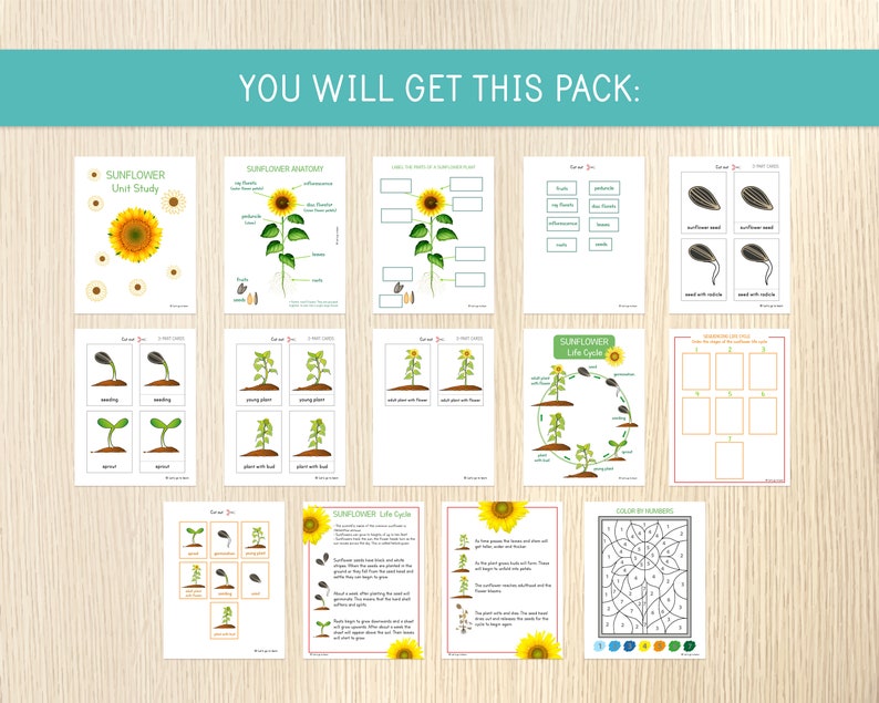 Sunflower Unit Study Anatomy Life Cycle 3 Part-cards - Etsy