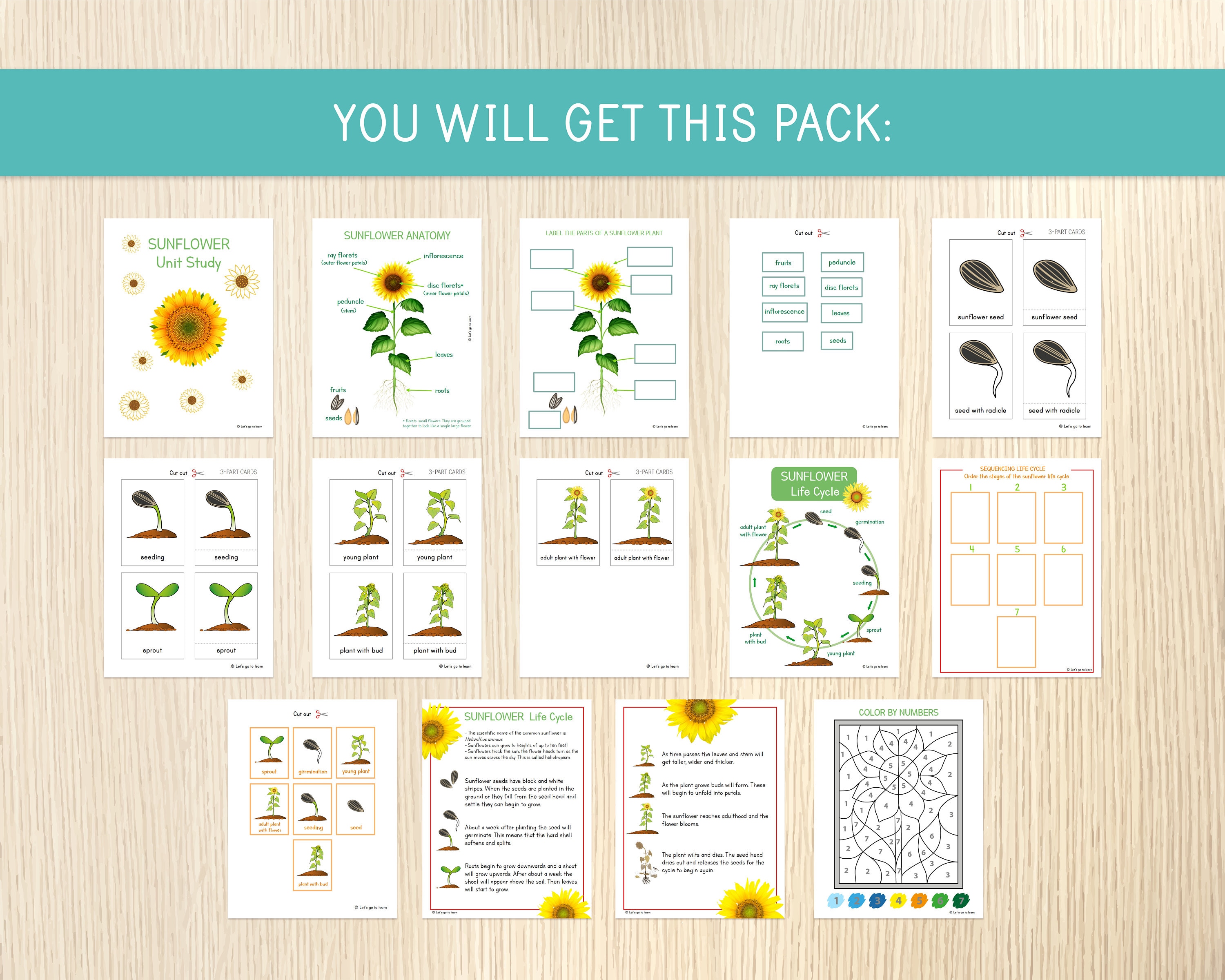 Sunflower Unit Study Anatomy Life Cycle 3 Part-cards - Etsy