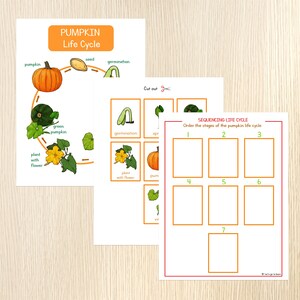Pumpkin Unit Study, Parts, Life Cycle, Varieties, Worksheets, Fall ...