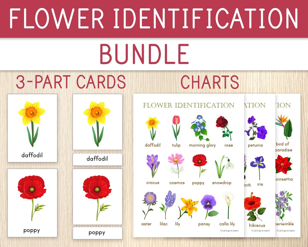 Flower 3-part Cards and Posters, 40 Nomenclature Cards, 3 Charts ...