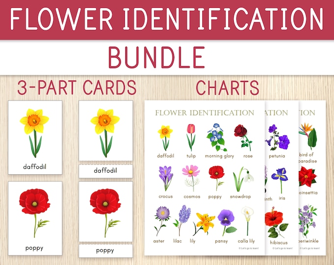 Flower Identification Printable Cards. Montessori Spring Printable ...
