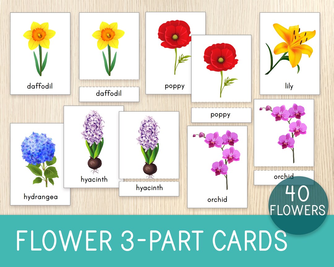 Flower 3-part Cards - Nomenclature Cards - Montessori Cards - 40 Flower ...