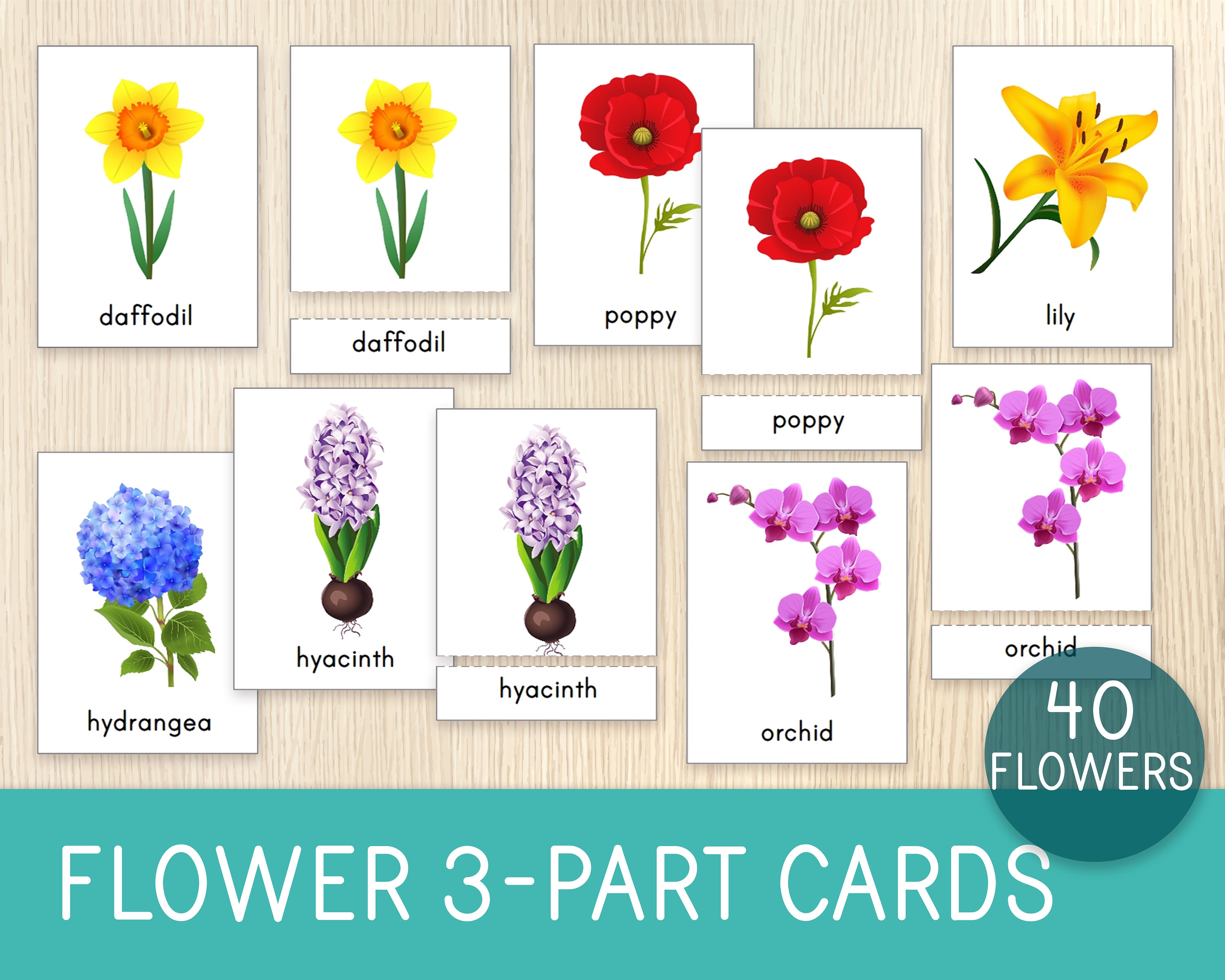 Spring Flowers 3-part Montessori Language Cards Learning & School Toys ...