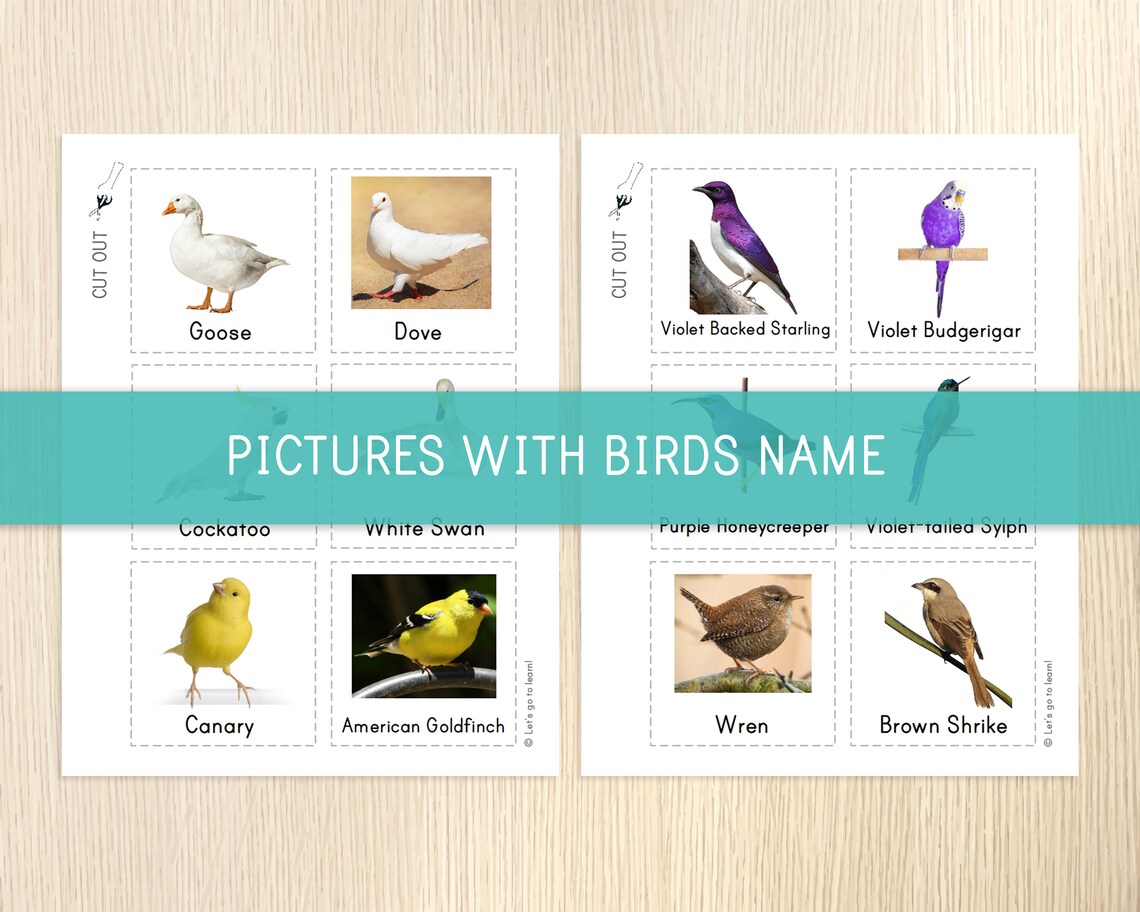 Bird Color Sorting Activity Birds and Colors for Kids - Etsy