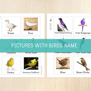 Bird Color Sorting Activity, Birds and Colors for Kids, Biology ...