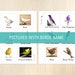 Bird Color Sorting Activity, Birds and Colors for Kids, Biology ...
