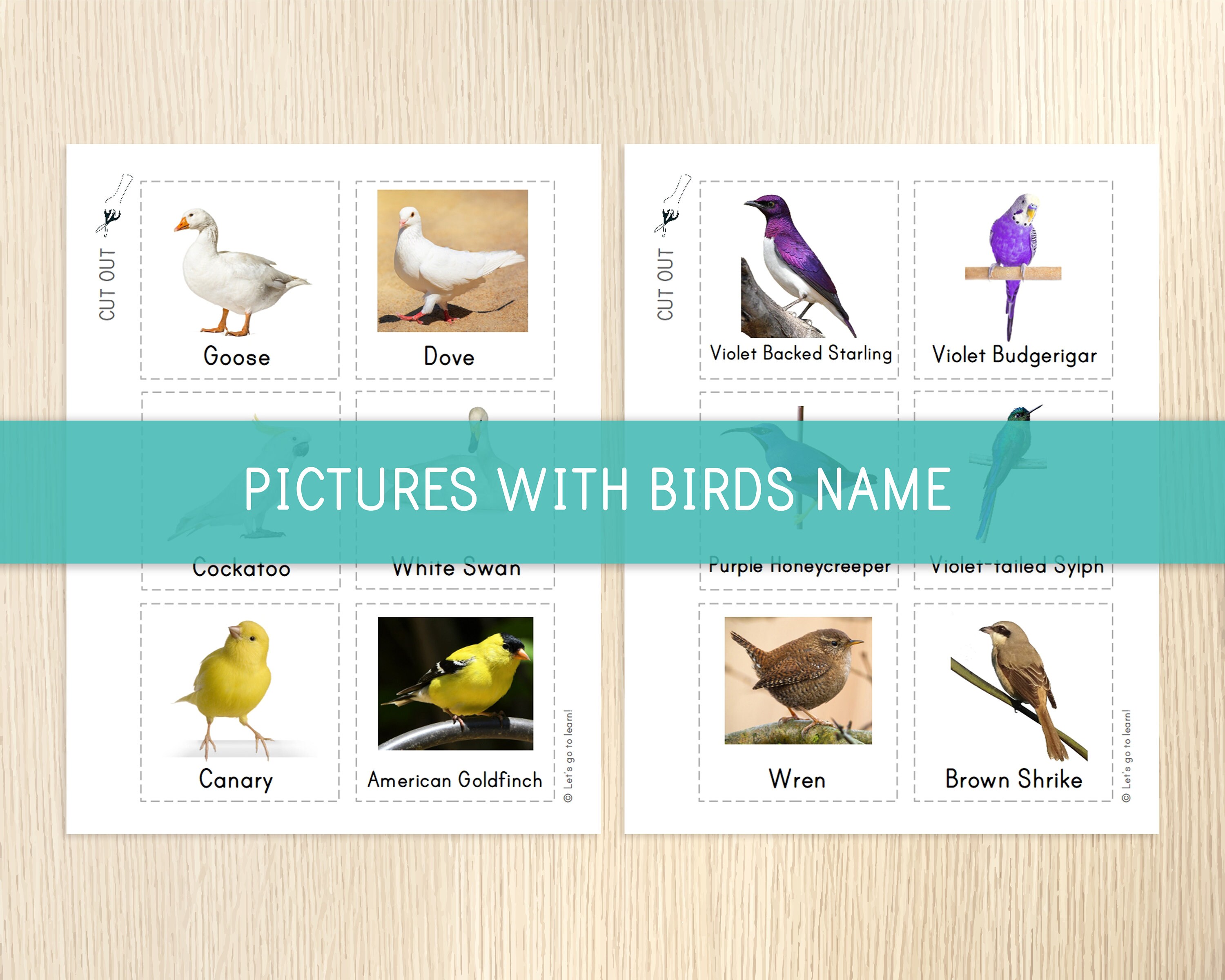 Bird Color Sorting Activity Birds and Colors for Kids - Etsy