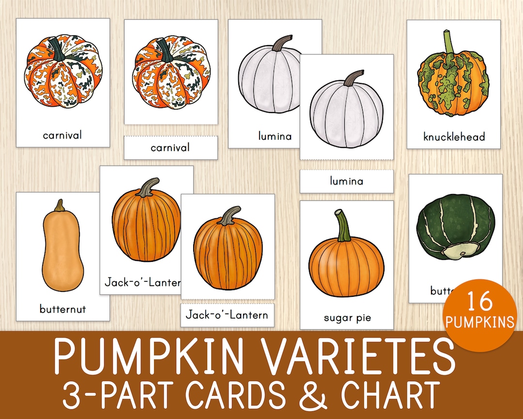 Pumpkin Varieties 3-part Cards - 16 Montessori Nomenclature Cards & 1 ...