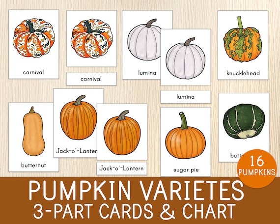 Pumpkin Species Identifier