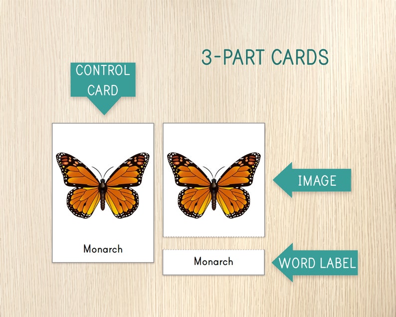 Butterfly 3-parts Cards - Montessori Nomenclature Cards - Flashcards ...