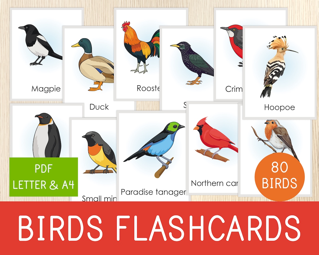 Birds Flashcards - 80 Cards - Birds Recognition Cards - Birds Unit ...