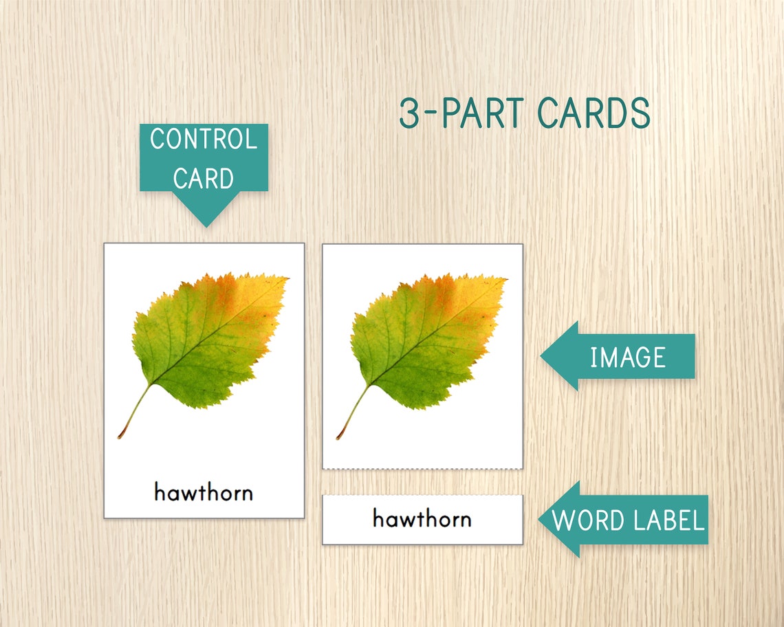 Fall Leaves 3-part Cards 18 Nomenclature Cards Real Images - Etsy