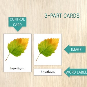 Fall Leaves 3-part Cards, 18 Nomenclature Cards, Real Images, Autumn ...