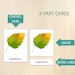 Fall Leaves 3-part Cards, 18 Nomenclature Cards, Real Images, Autumn ...