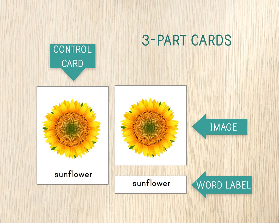 Flower 3-part Cards Nomenclature Cards Montessori Cards 40 - Etsy