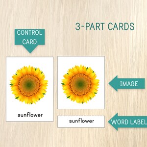 Flower 3-part Cards - Nomenclature Cards - Montessori Cards - 40 Flower ...