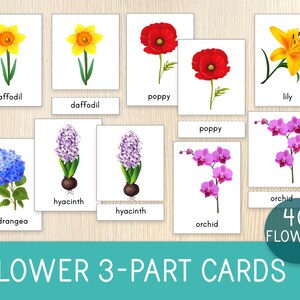 Flower 3-part Cards and Posters, 40 Nomenclature Cards, 3 Charts ...