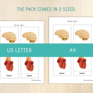 Human Organs 3-part Cards, Human Body , Nomenclature Cards, Human ...