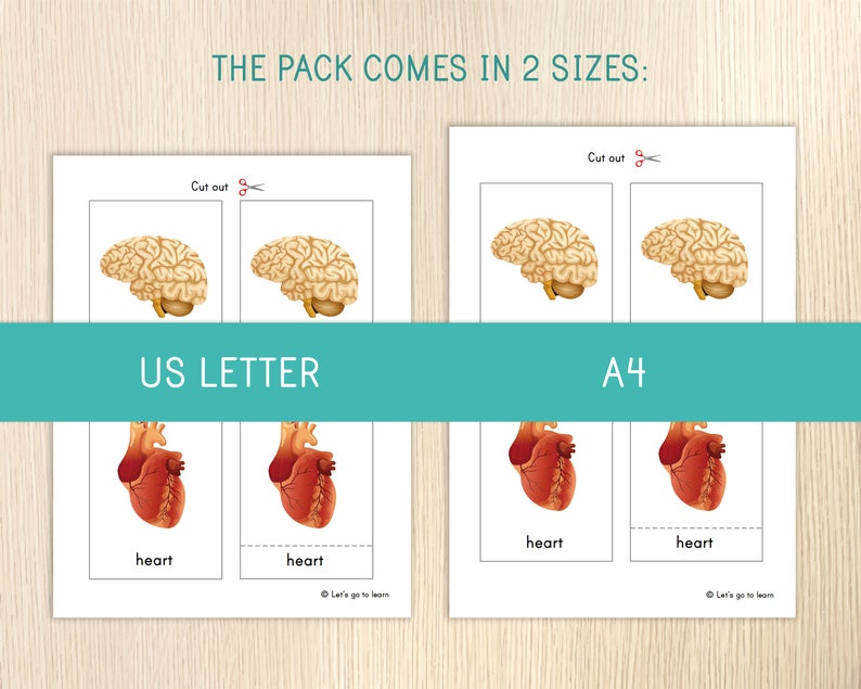 Human Organs 3-part Cards Human Body Nomenclature Cards - Etsy