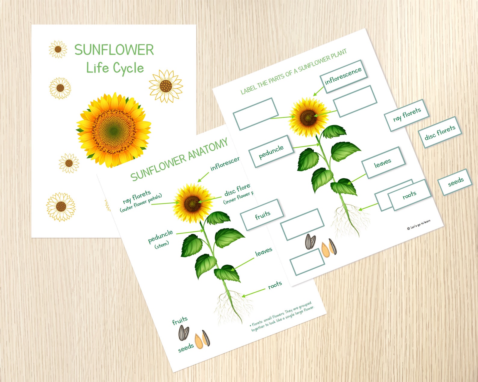 Sunflower Unit Study Anatomy Life Cycle 3 Part-cards - Etsy