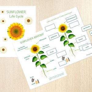 Sunflower Unit Study, Anatomy, Life Cycle 3 Part-cards, Charts ...