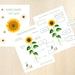 Sunflower Unit Study Anatomy Life Cycle 3 Part-cards - Etsy