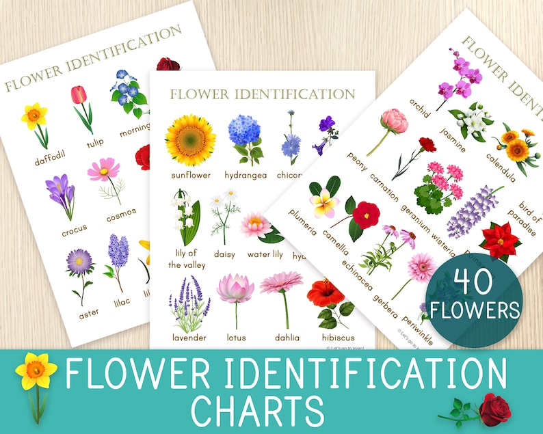 Flower 3-part Cards and Posters 40 Nomenclature Cards 3 - Etsy