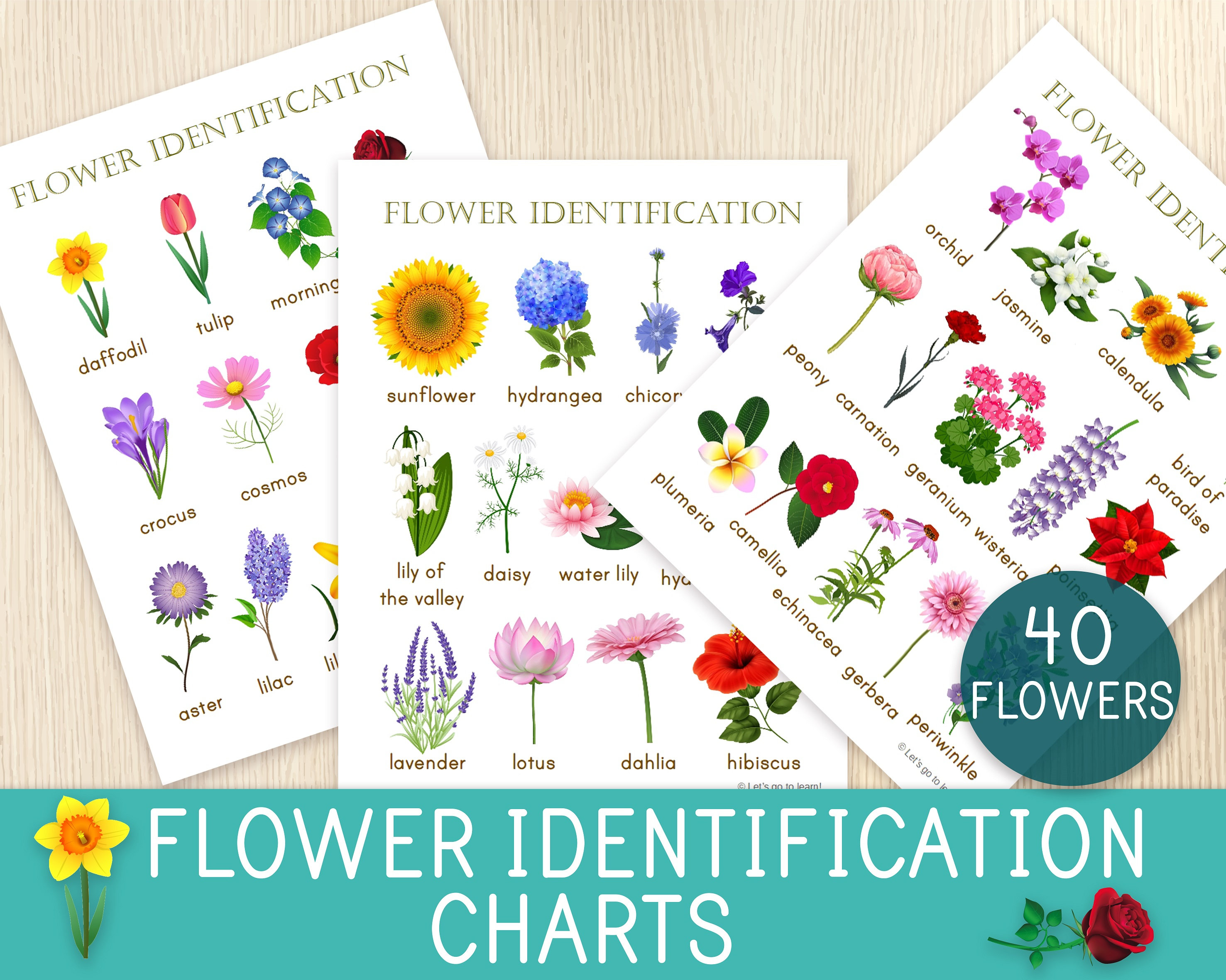 Flower 3-part Cards & Posters - Nomenclature Cards and Charts - Flower ...