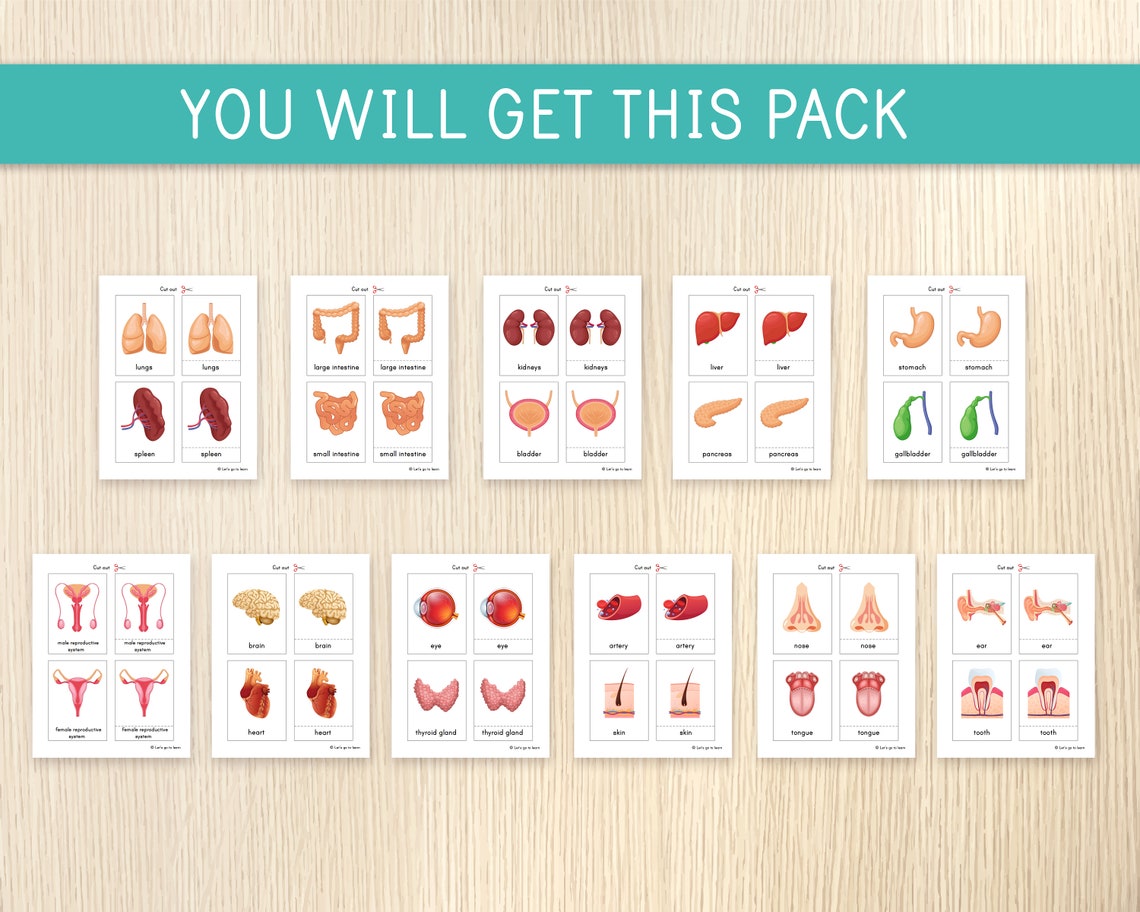 Human Organs 3-part Cards, Human Body , Nomenclature Cards, Human ...
