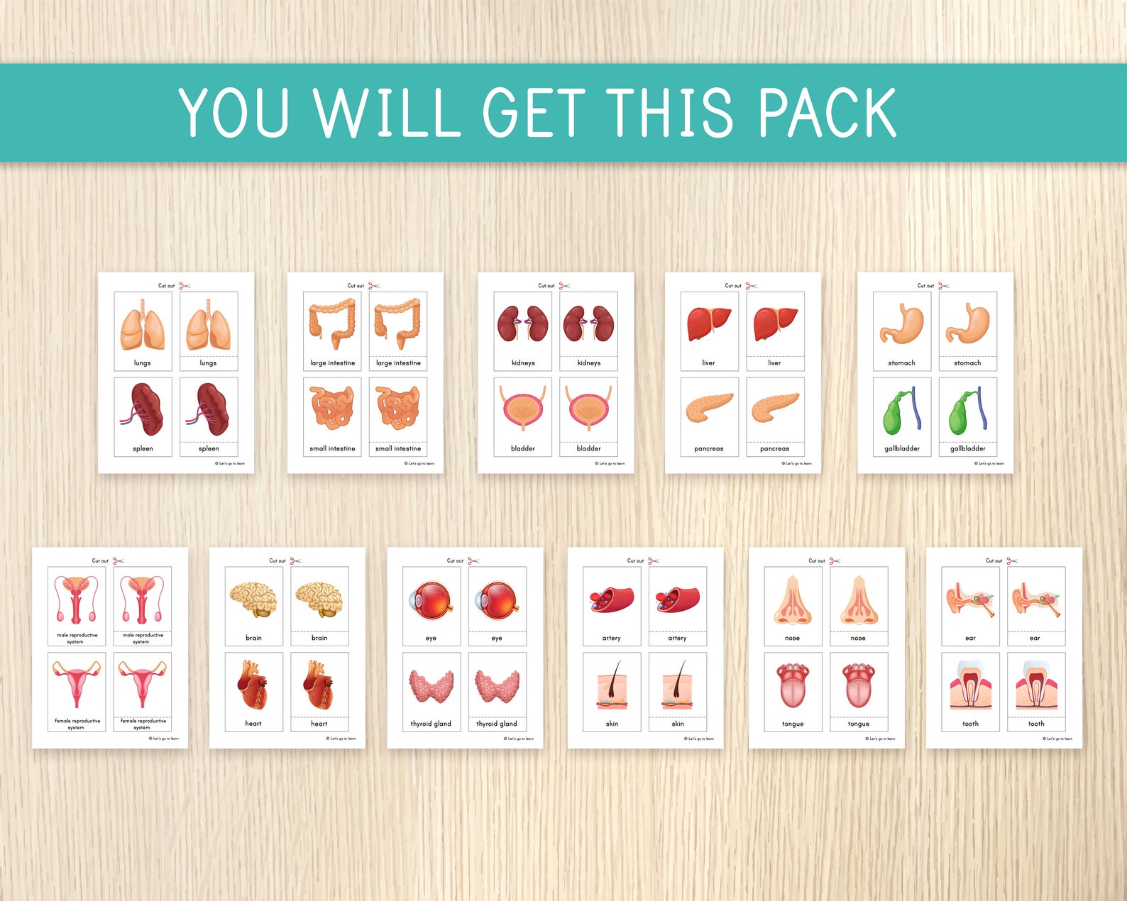 Human Organs 3-part Cards Human Body Nomenclature Cards - Etsy