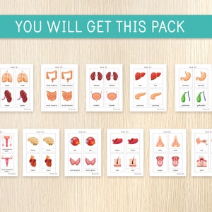 Human Organs 3-part Cards, Human Body , Nomenclature Cards, Human ...